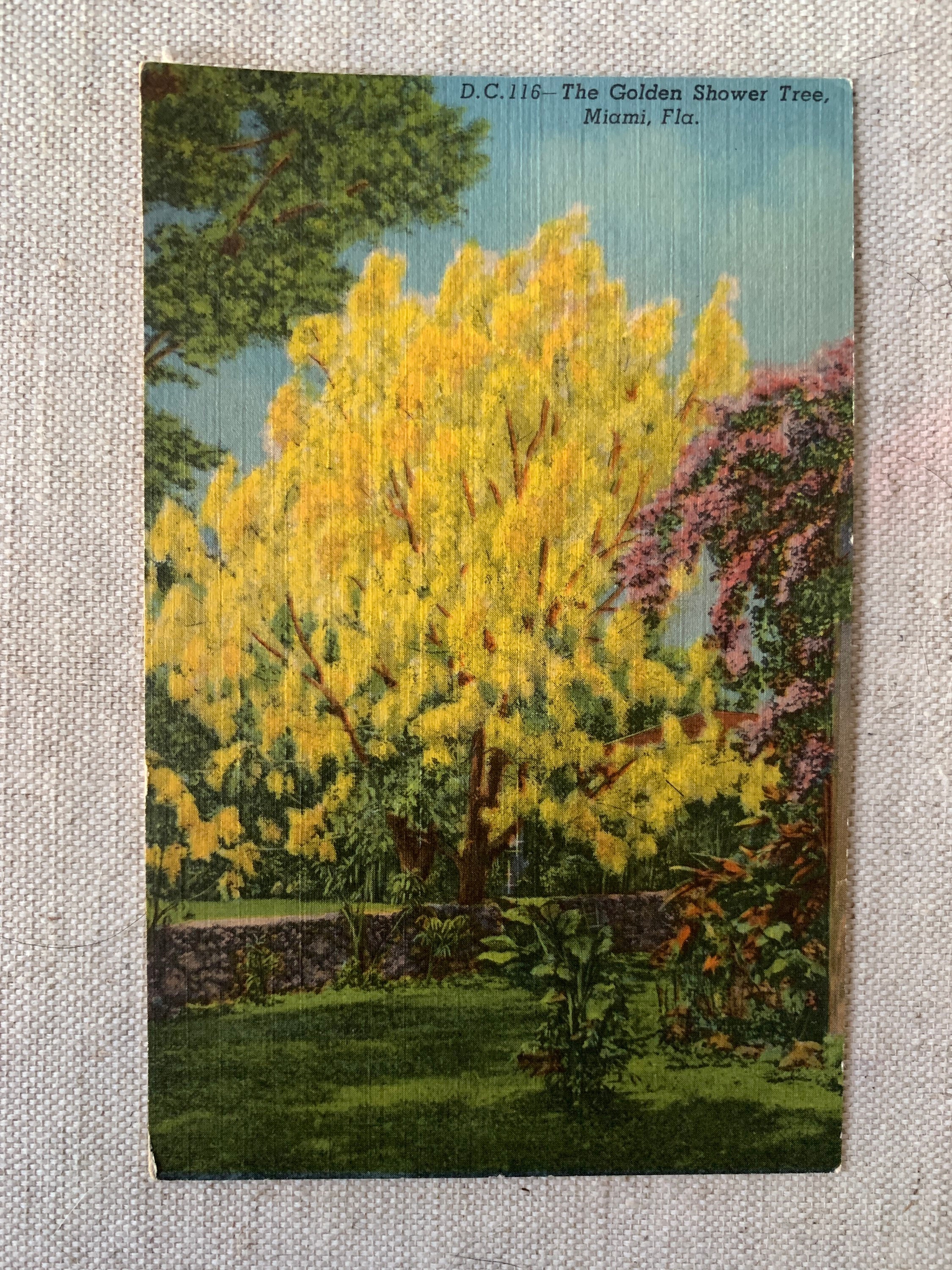 Vintage Golden Shower Tree Miami PostCard Muted Colors | Etsy