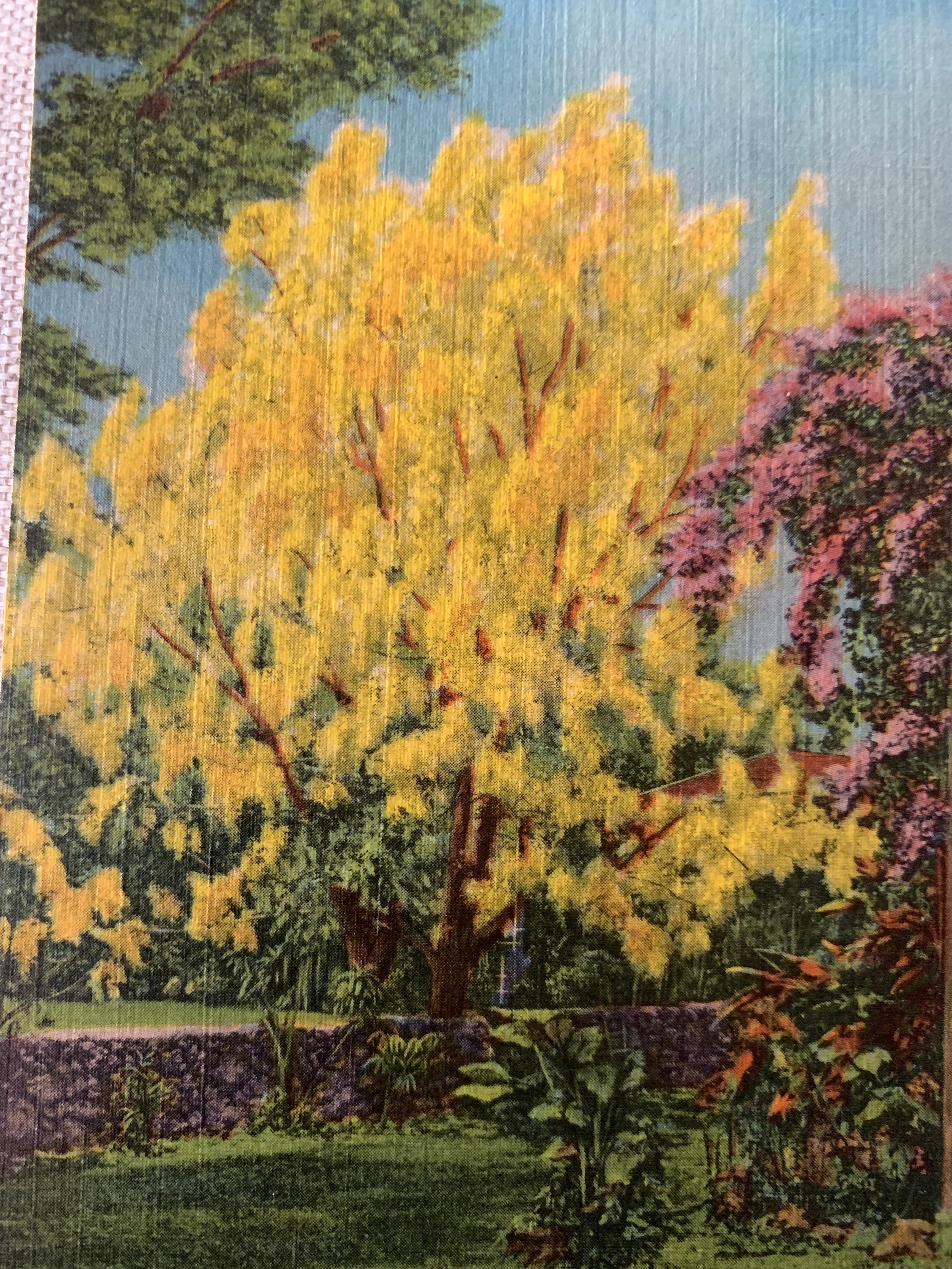Vintage Golden Shower Tree Miami PostCard Muted Colors | Etsy