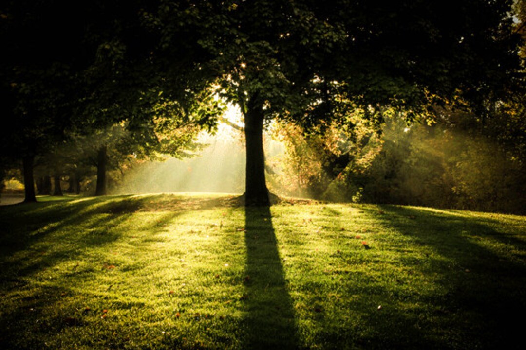 Tree Photography , Misty Tree Photography, Tree Photograph, Fall Tree ...