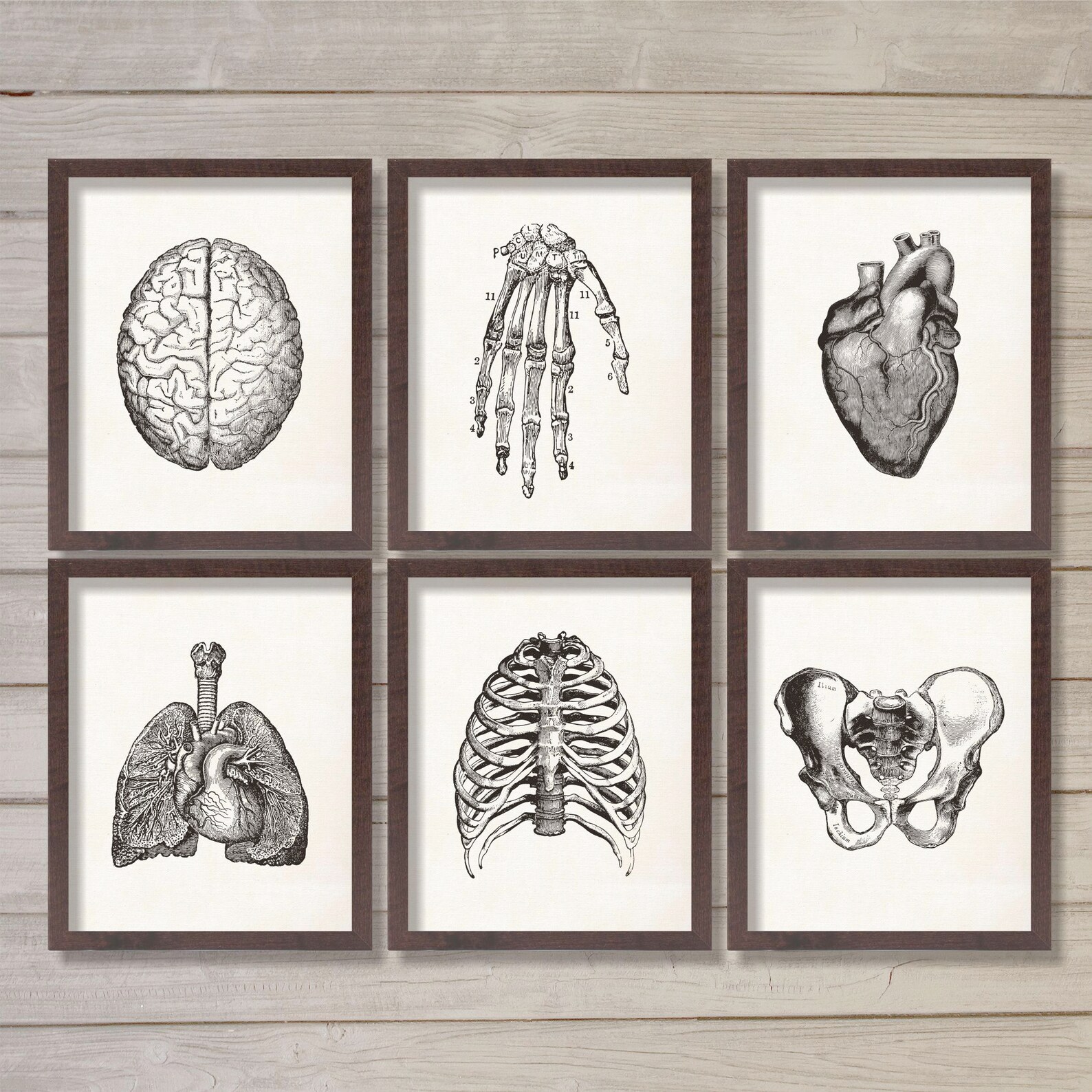 Human Anatomy Vintage Instant Download Printable Wall Art - Etsy Singapore
