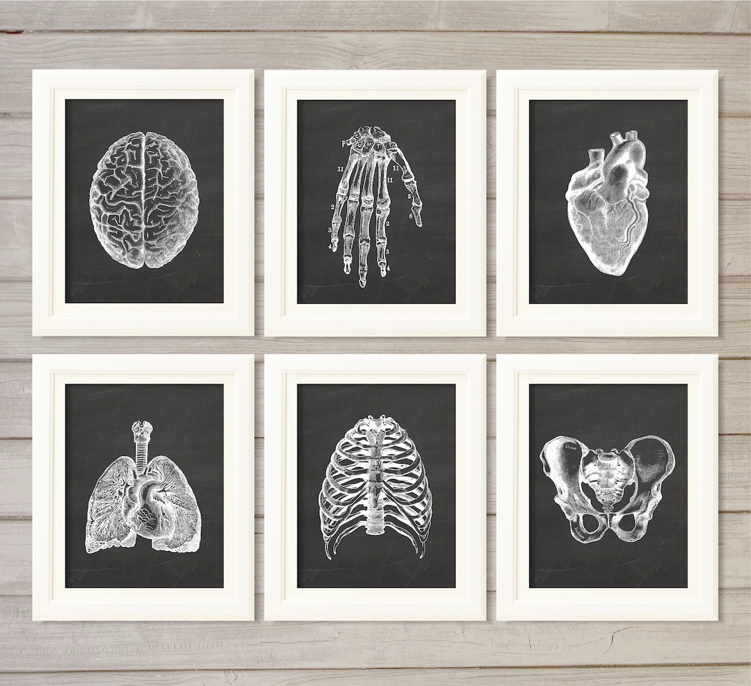 Human Anatomy Vintage Blackboard Instant Download Printable Wall Art ...