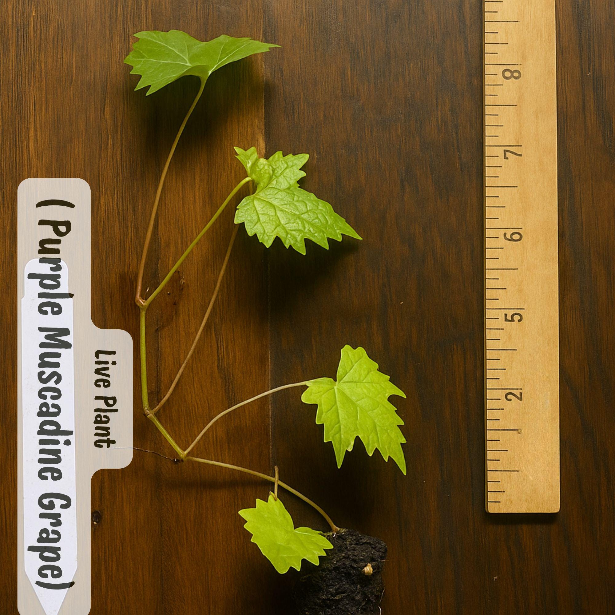 Southern Home Purple Muscadine Grape Vine: Live Plant, Sweet Edible ...