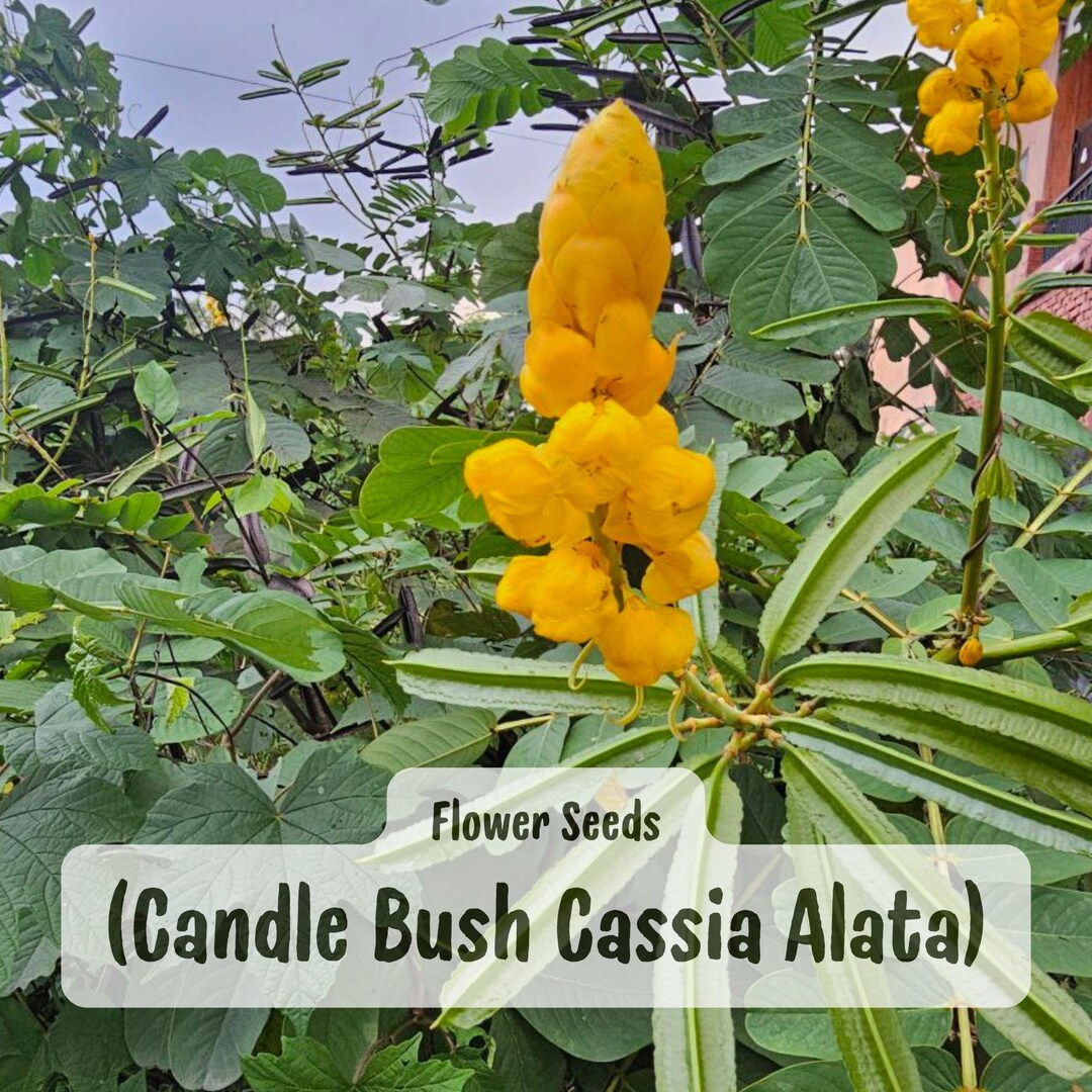 20 Candle Bush Seeds (cassia Alata / Senna Alata) – Attracts ...