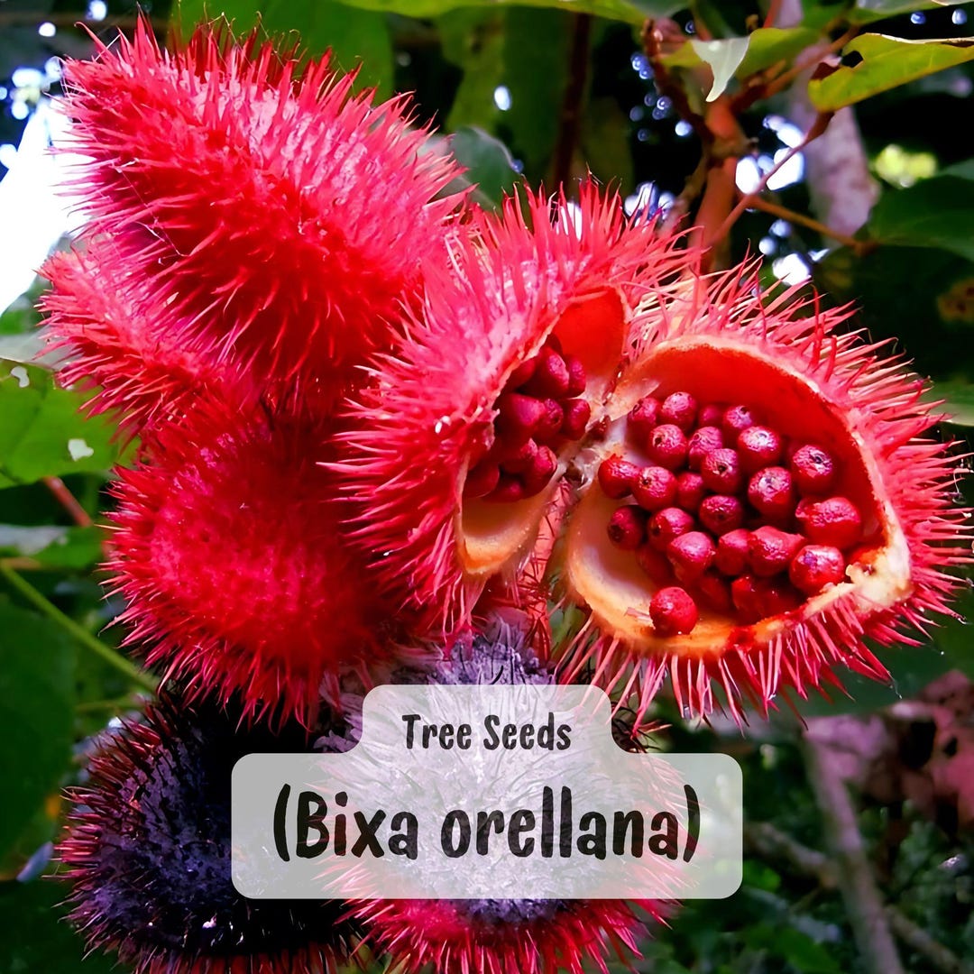 Annatto Lipstick Tree Seeds: Tropical Pink Flowers, Natural Dye Source ...
