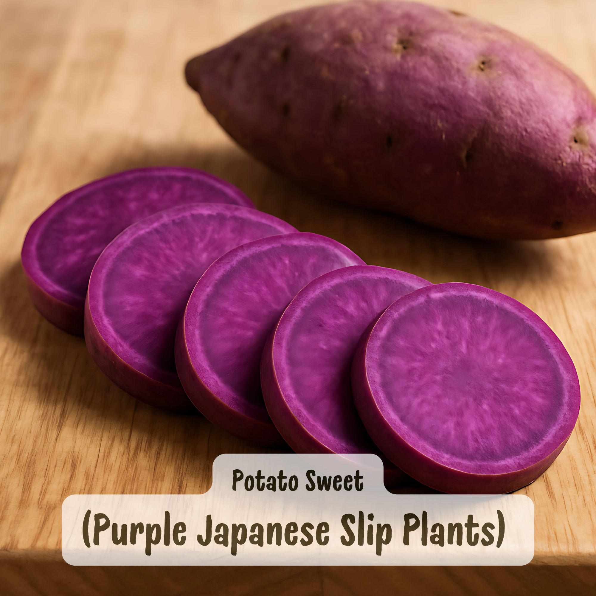 Purple Japanese Sweet Potato Slips: Non-gmo, Easy Grow, Rich Flavor - Etsy