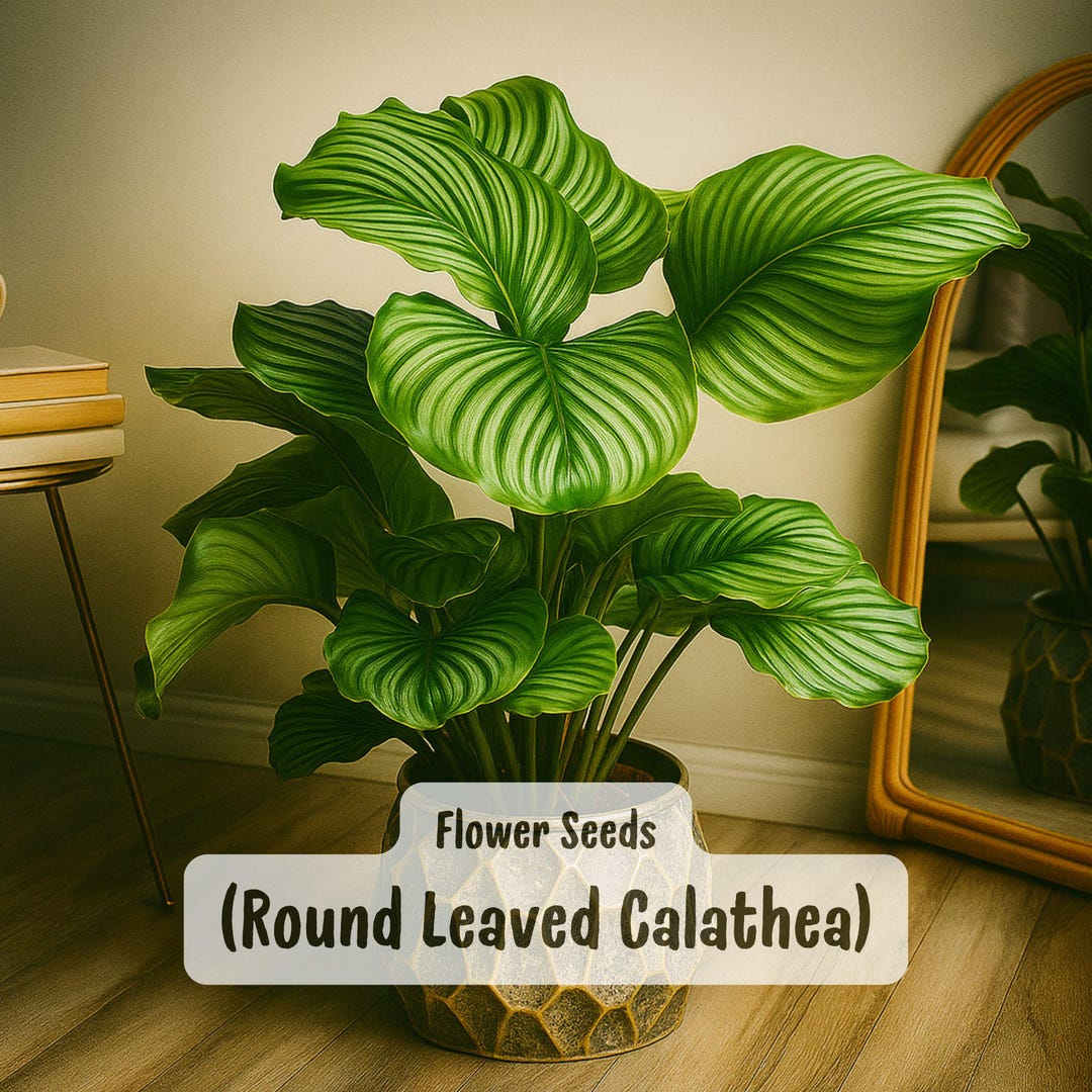 Round Leaved Calathea Seeds: Rare Tropical Indoor Plant, Ornamental ...