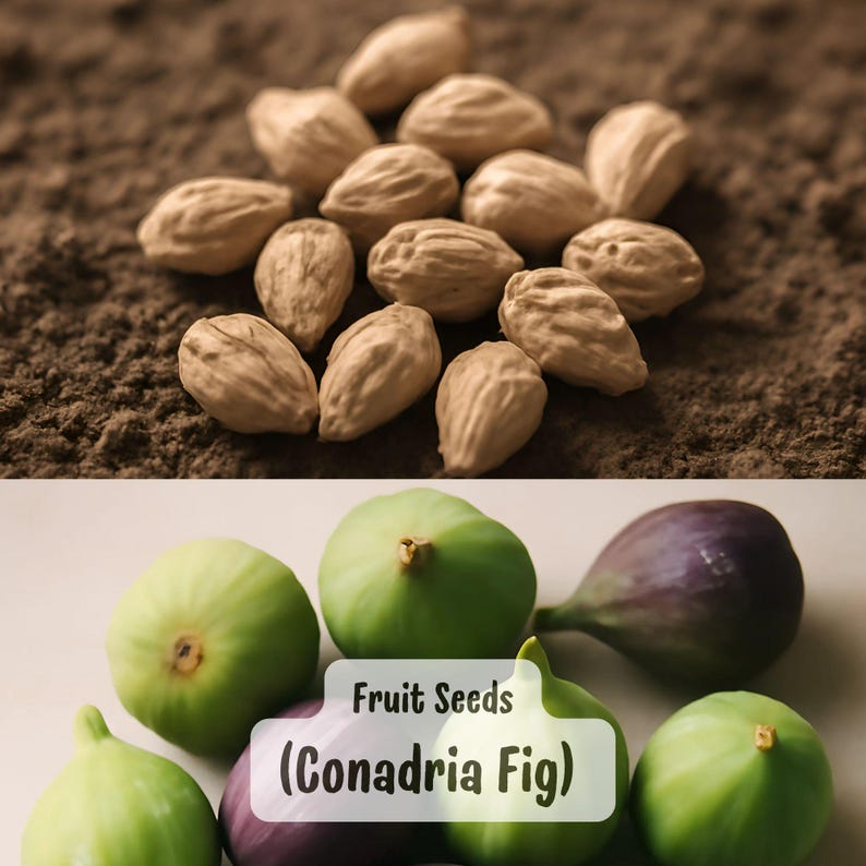 Conadria Fig Seeds: Sweet Green Heirloom Fruit Tree Seeds - Etsy