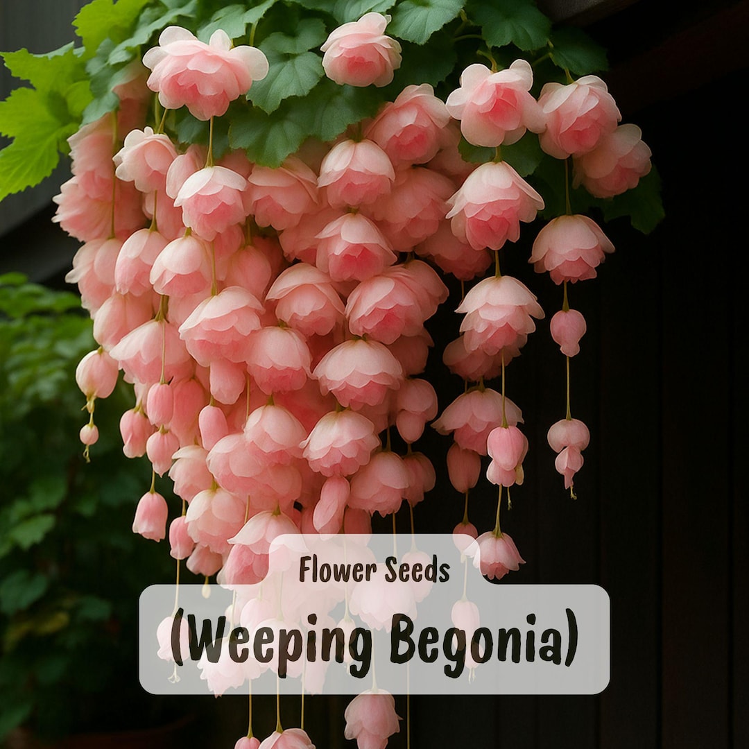Rainbow or Light Pink Weeping Begonia 25 Seeds: Hanging Basket Flowers ...