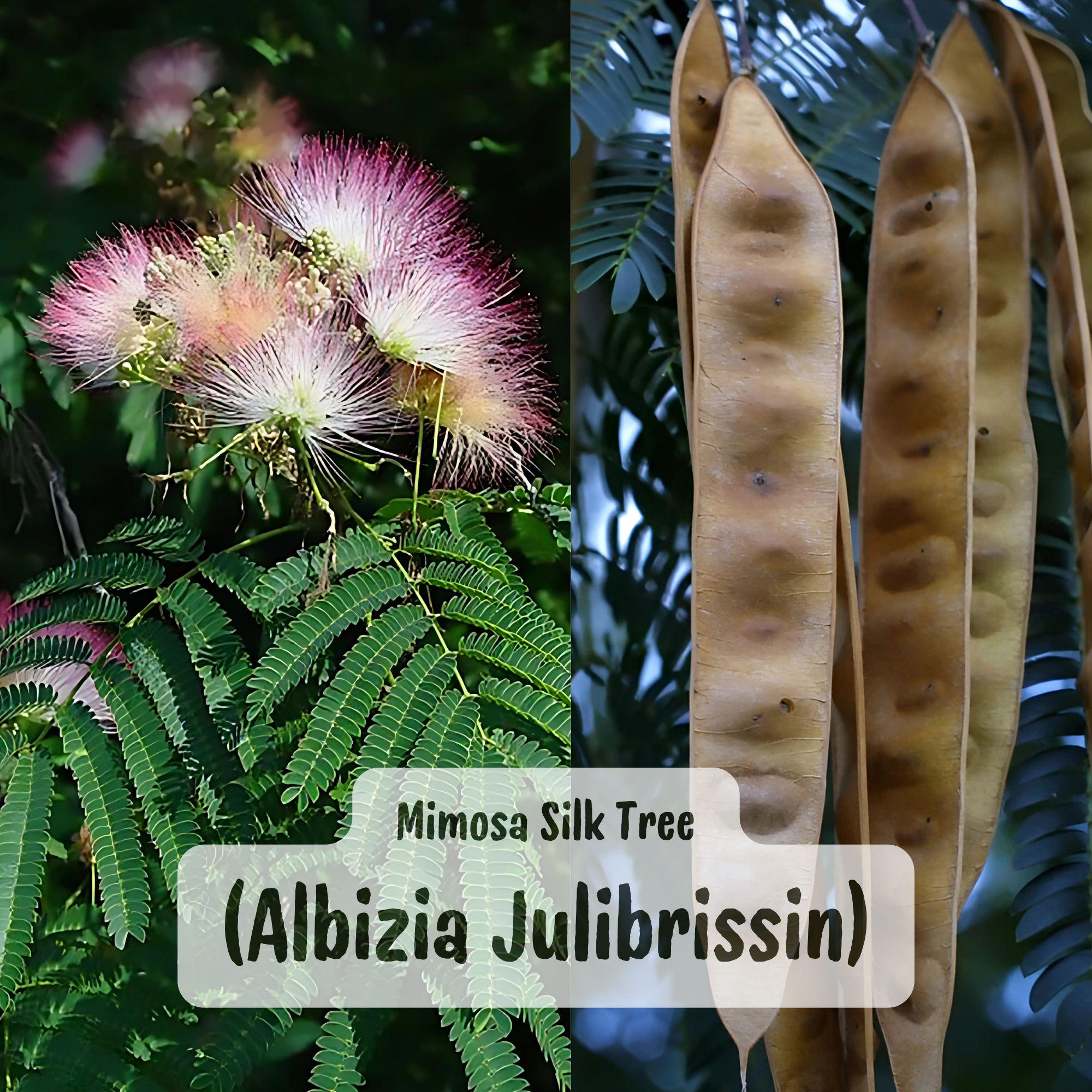 Mimosa Silk Tree Seeds: Fragrant Pink Flowers, Fast Growing - Etsy