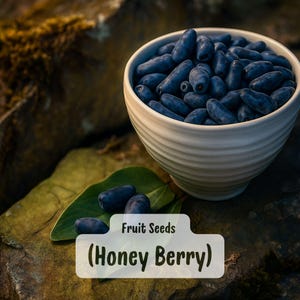 Honey Berry (5) Seeds: Lonicera Caerulea Edulis, Hardy Edible Blue ...