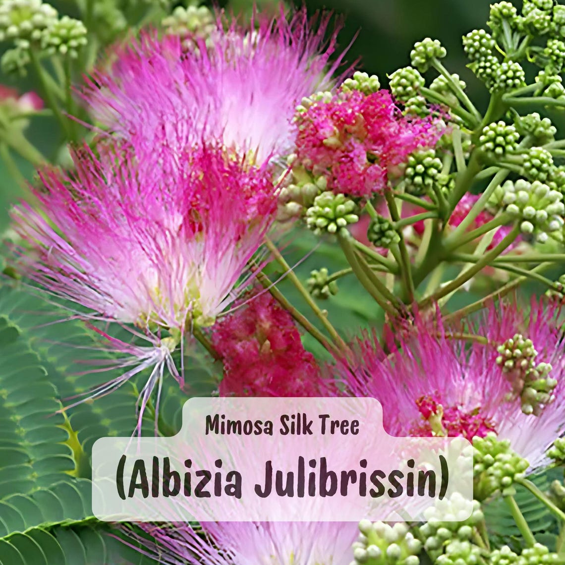 Mimosa Silk Tree Seeds: Fragrant Pink Flowers, Fast Growing - Etsy