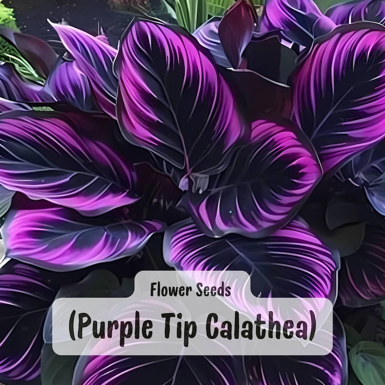 25 Purple Tip Calathea Seeds | Rare Tropical Indoor Plant | Stunning ...