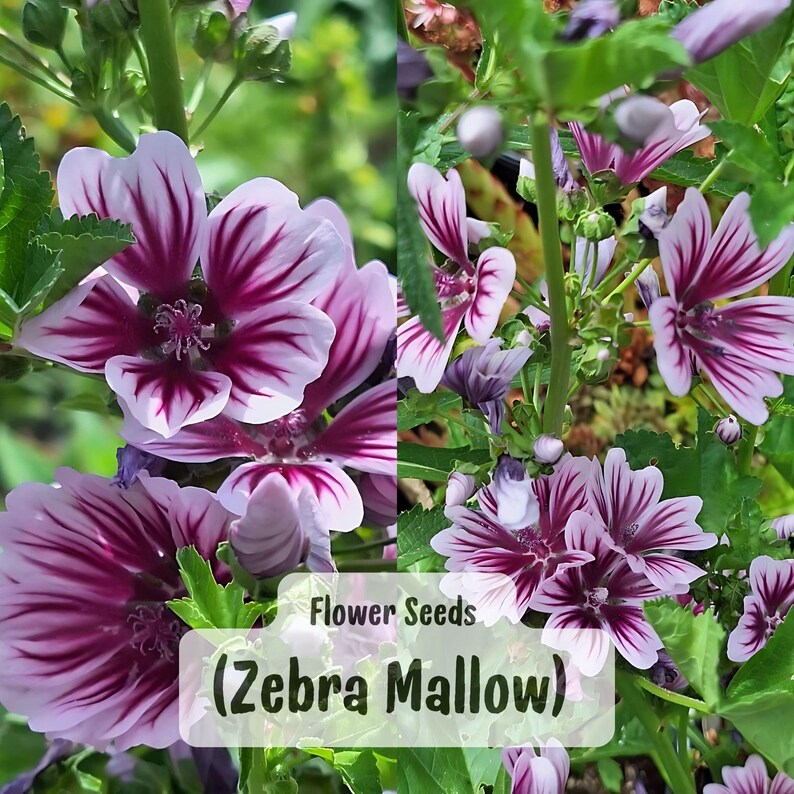 Zebra Mallow Seeds, 100 Malva Sylvestris, White Purple Striped Flowers ...