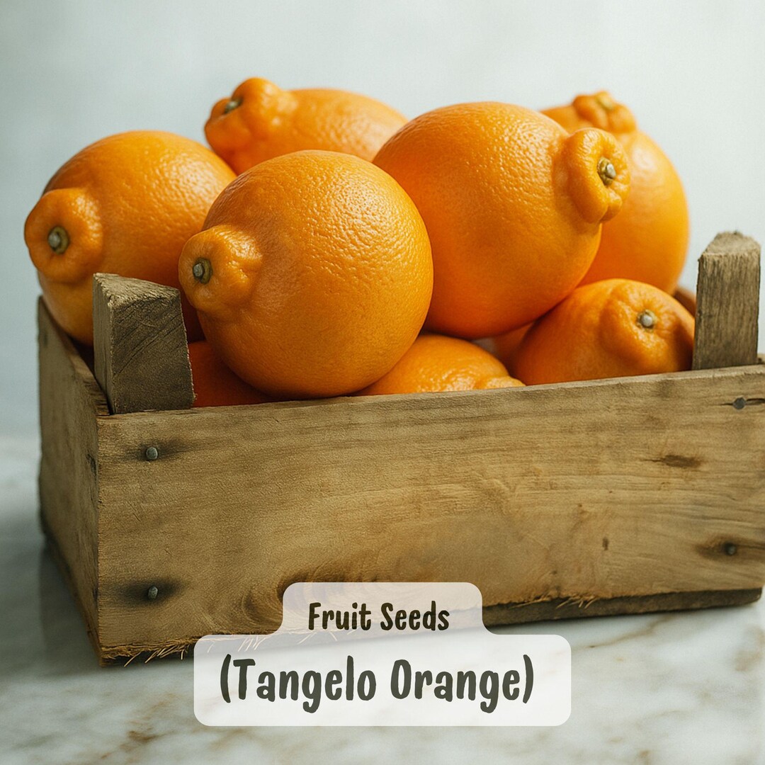 Tangelo Orange Seeds: Juicy Citrus Fruit, Easy to Grow - Etsy