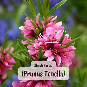 Russian Almond Shrub Seeds, Prunus Tenella, Hardy Flowering Shrub ...