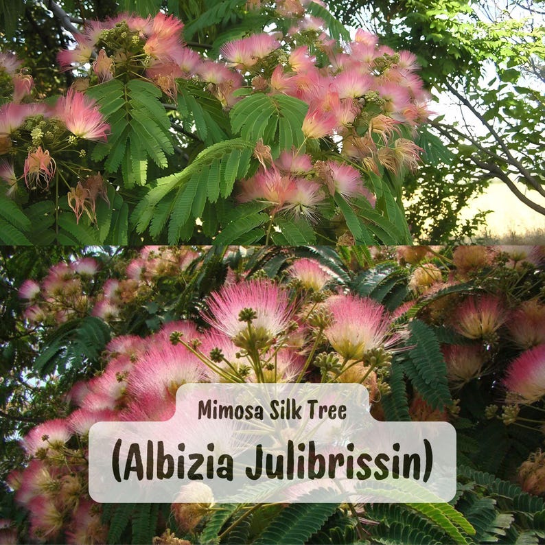 Mimosa Silk Tree Seeds: Fragrant Pink Flowers, Fast Growing - Etsy
