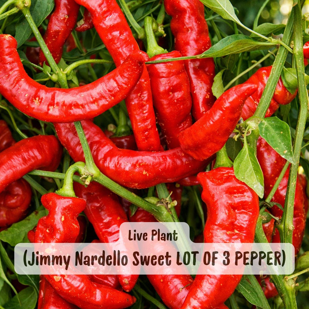 Nardello Pepper Plants