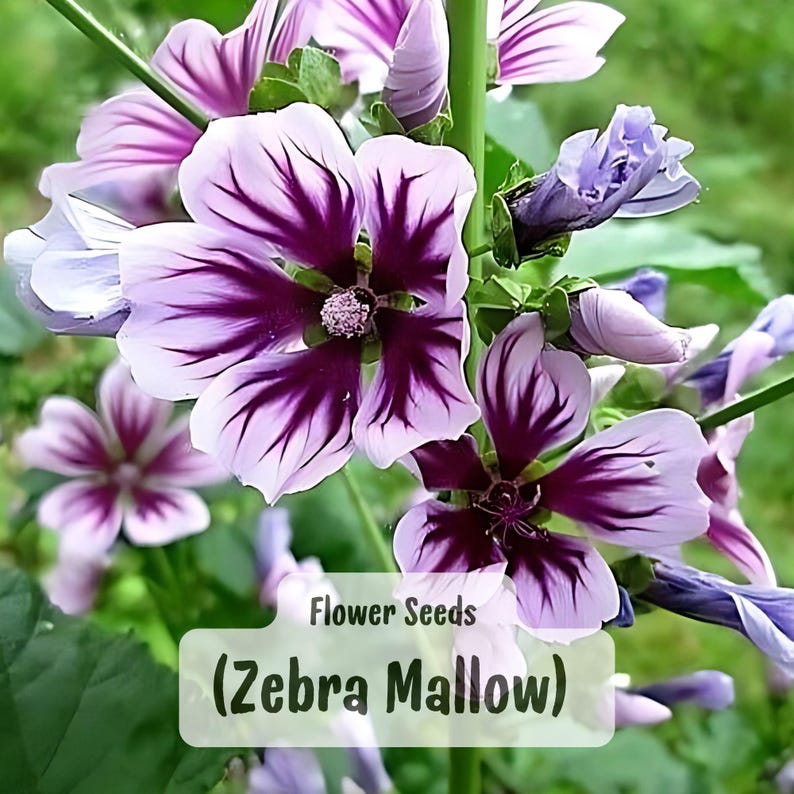 Zebra Mallow Seeds, 100 Malva Sylvestris, White Purple Striped Flowers ...