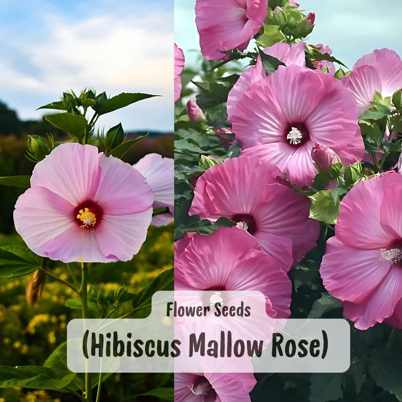 20 Pink Swamp Mallow Rose Seeds – Hardy Hibiscus Moscheutos | LARGE 6–9 ...