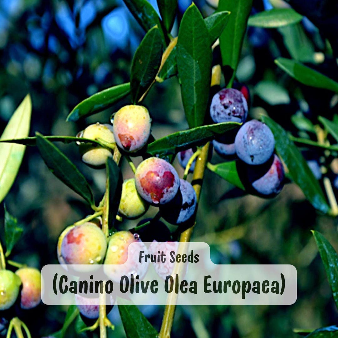 Canino Olive Tree 10 Seeds: Olea Europaea, Edible Fruit, USA Seller - Etsy
