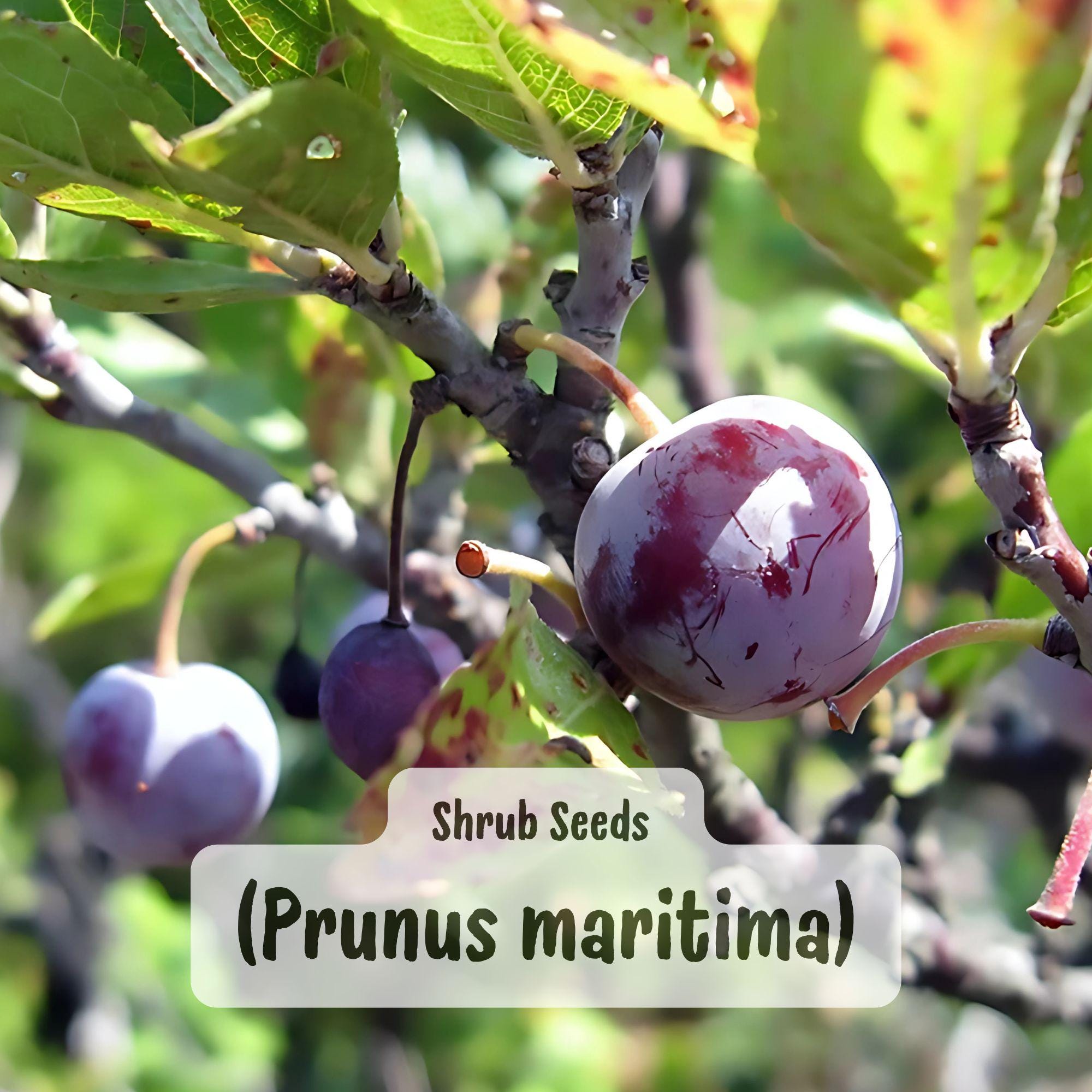 Beach Plum Shrub Seeds, Prunus Maritima Plant, Edible Hardy Fruit ...