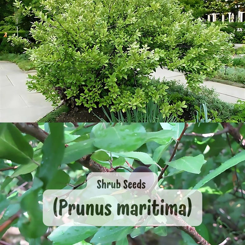 Beach Plum Shrub Seeds: Prunus Maritima, Edible Coastal Fruit - Etsy