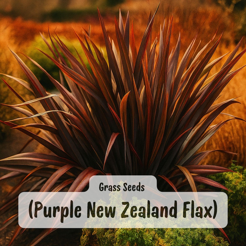 Purple New Zealand Flax (10) Seeds: Phormium Tenax Atropurpureum ...