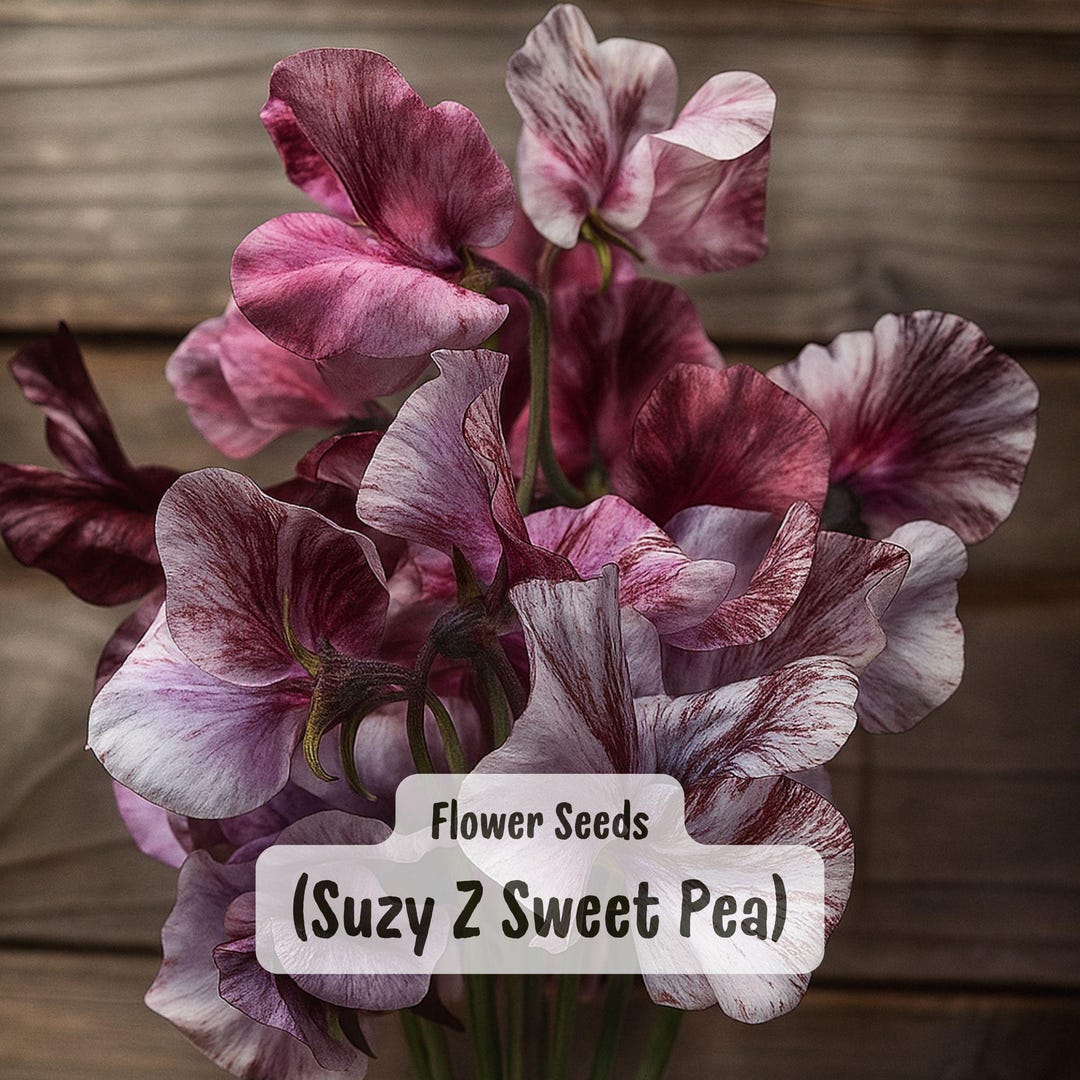 Suzy Z Sweet Pea Seeds: Pink Fragrant Climbing Flower (50 Seeds) - Etsy