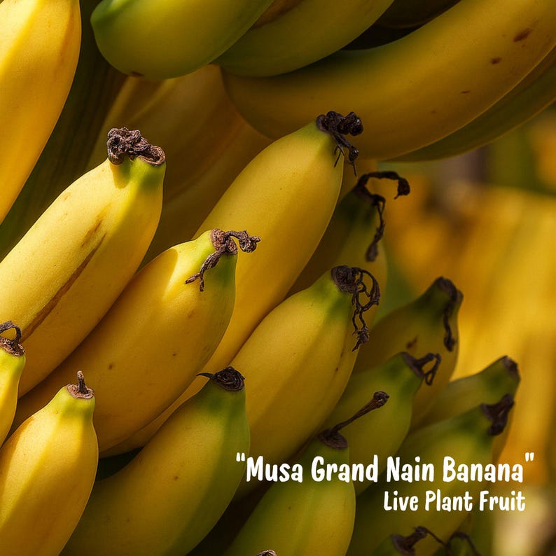 Musa Grand Nain Banana Tree 2 Live Plants: Edible Fruit, Dwarf Variety ...