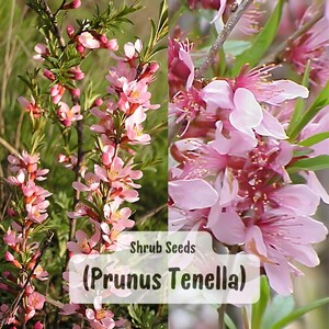 Russian Almond Shrub Seeds, Prunus Tenella, Hardy Flowering Shrub ...