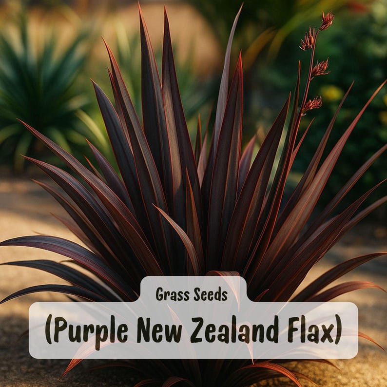 Purple New Zealand Flax (10) Seeds: Phormium Tenax Atropurpureum ...