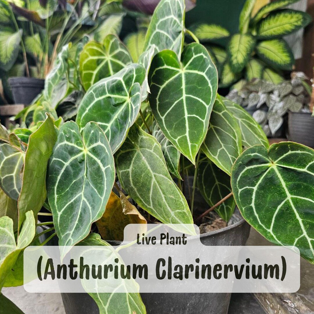 Anthurium Clarinervium – Velvet Cardboard Plant – Exact Plant – 4” Pot ...