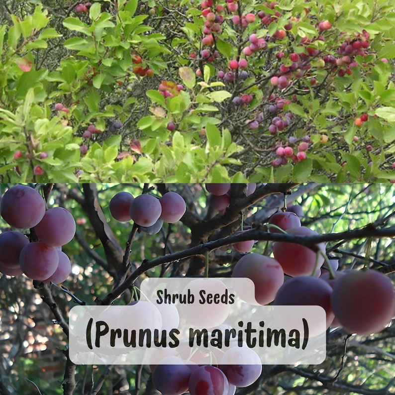 Beach Plum Shrub Seeds: Prunus Maritima, Edible Coastal Fruit - Etsy
