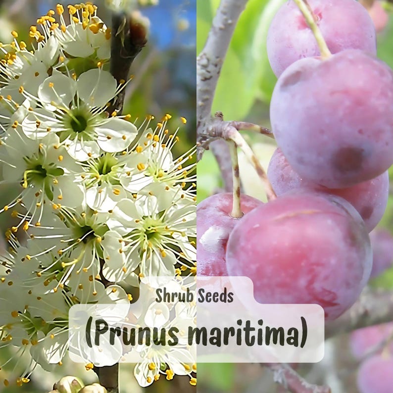 Beach Plum Shrub Seeds: Prunus Maritima, Edible Coastal Fruit - Etsy