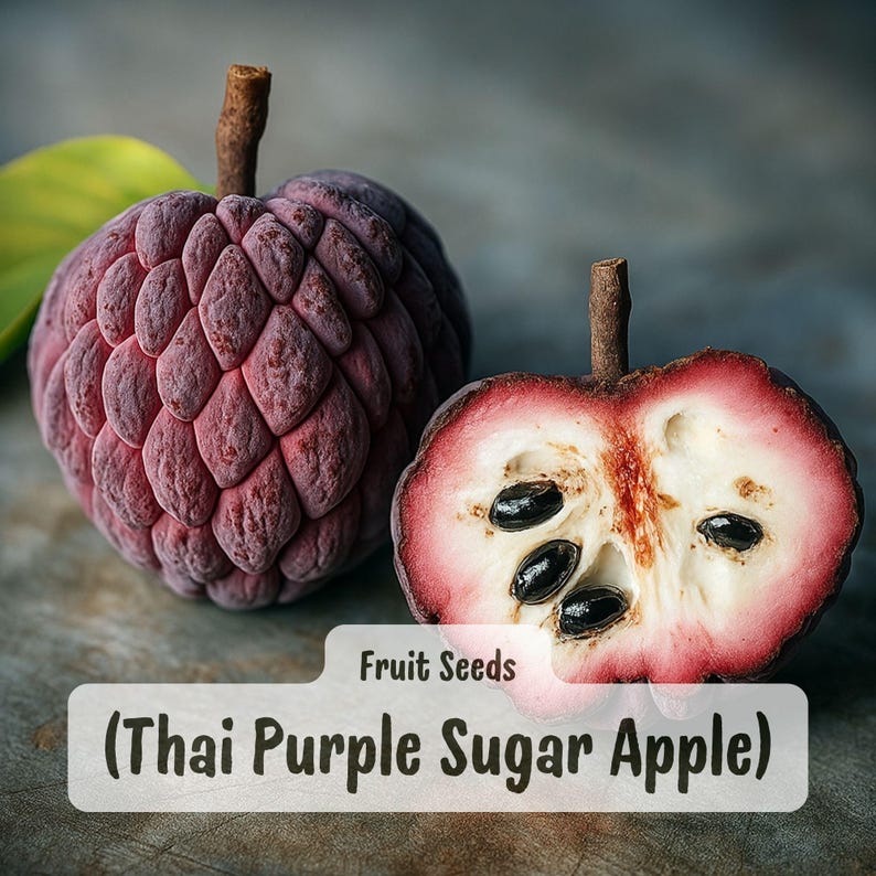 10 Thai Purple Sugar Apple Seeds: Annona Squamosa, Rare Sweetsop Tropical Fruit Tree - Etsy