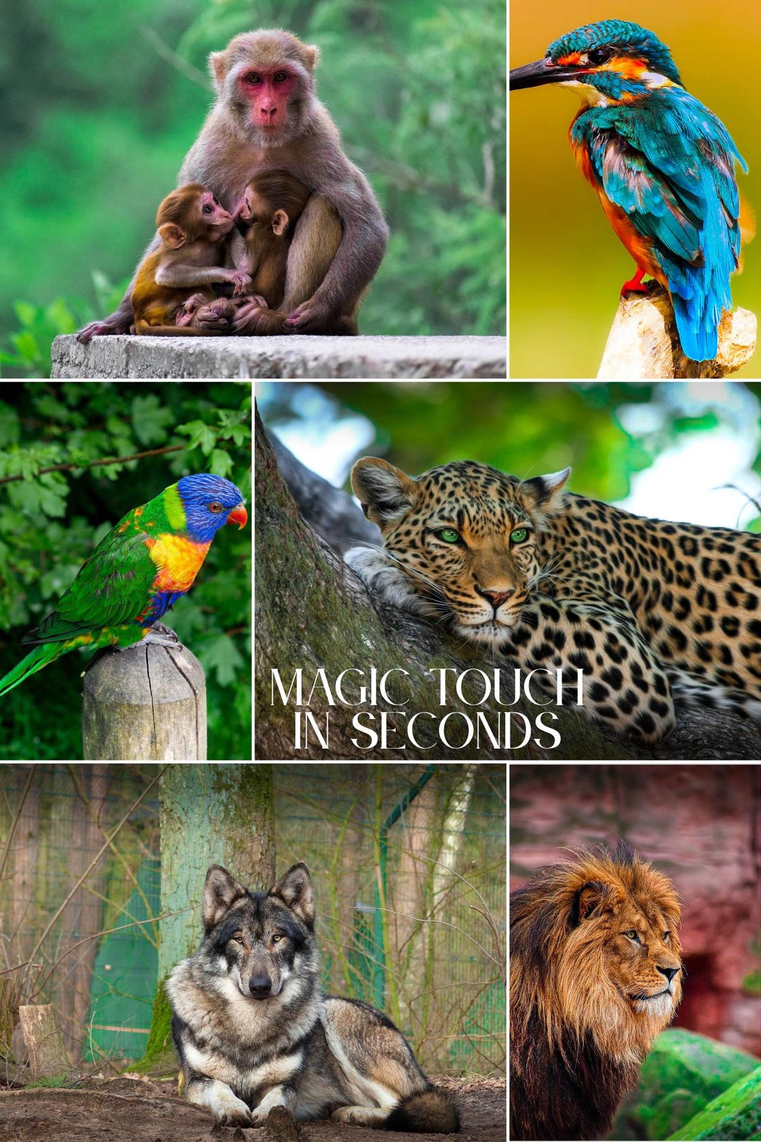 Animal Lightroom Presets | Pet Photo Filters | Cat & Dog Mobile Presets ...