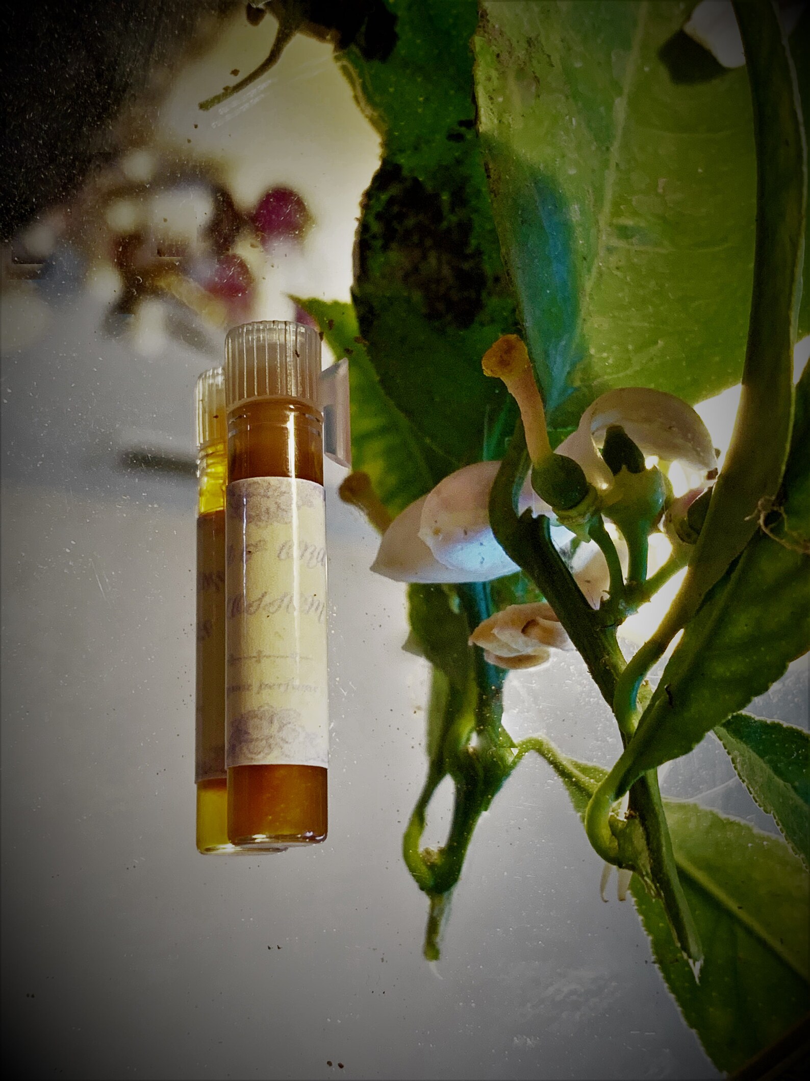 Lemon Blossom Perfume Organic Perfume Hand Made Perfume // | Etsy