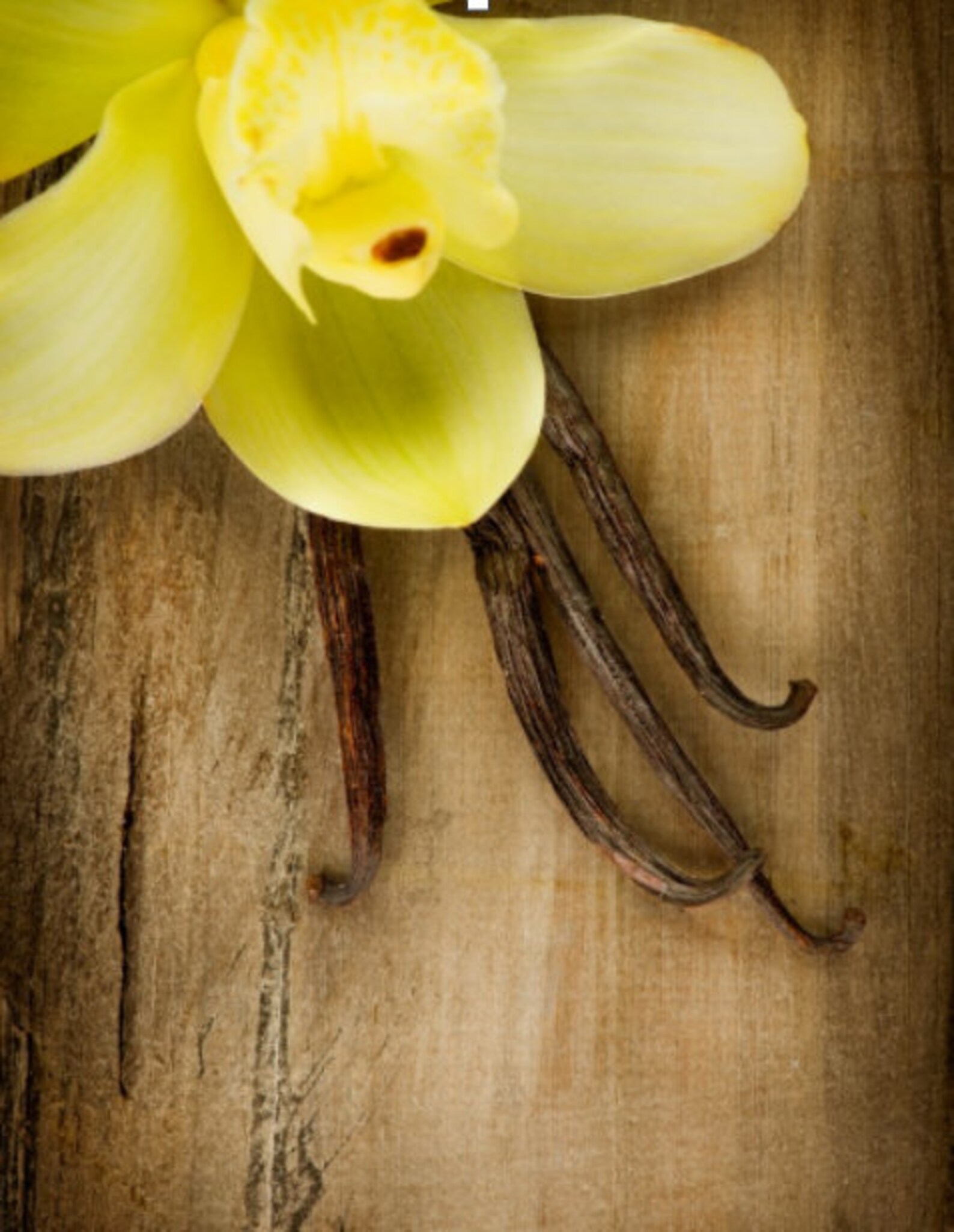 DIRTY CHERRIES Perfume Botanical Cherry Vanilla Dirt Perfume - Etsy