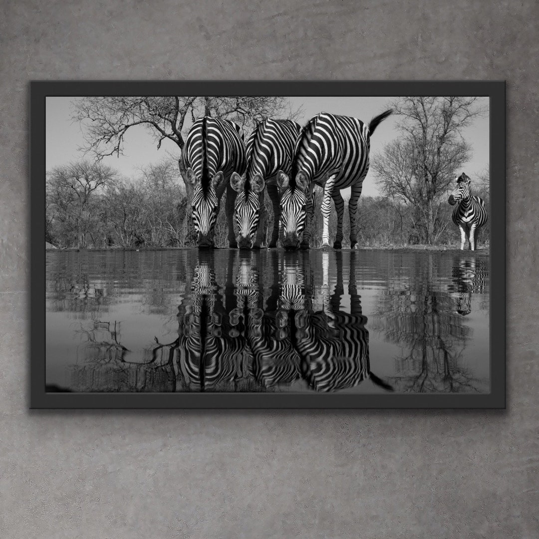 Zebra Reflection | Zebra Photography Print | Zebra Wall Art | Black and ...