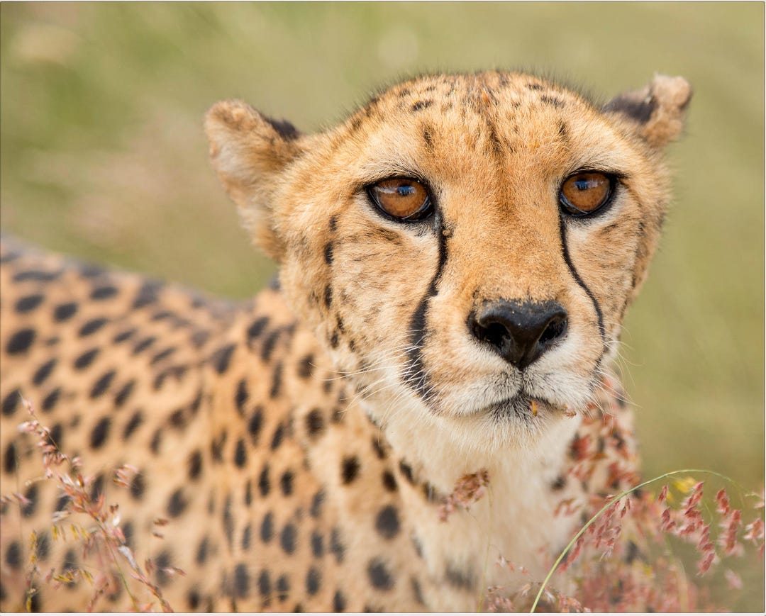Cheetah | Fine Art Photography Print | Wildlife Art | Cheetah Photo ...