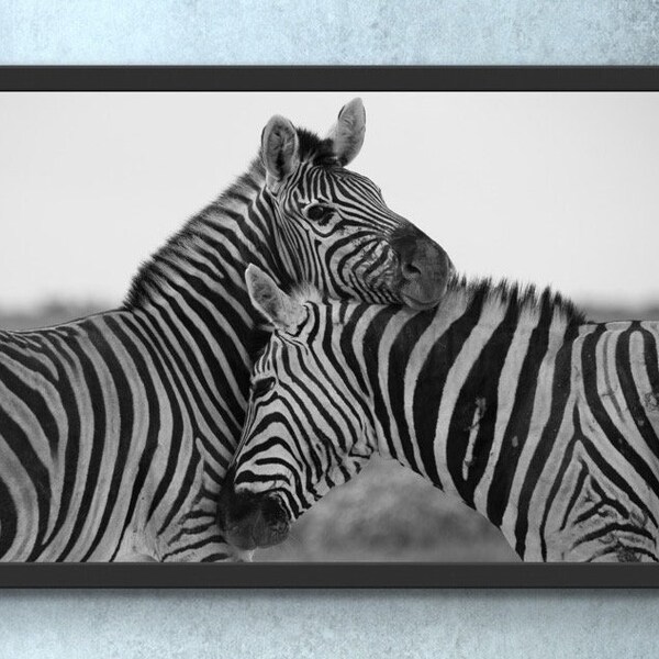 Zebra Art Print - Etsy