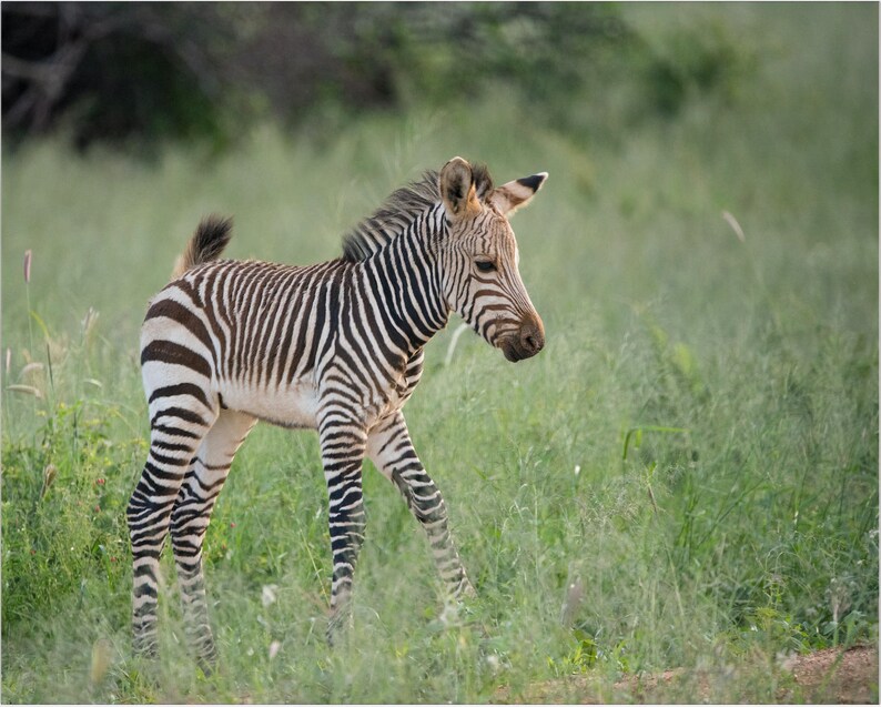 Baby Zebra Photography Print Zebra Wall Art Zebra Nursery Decor Safari ...