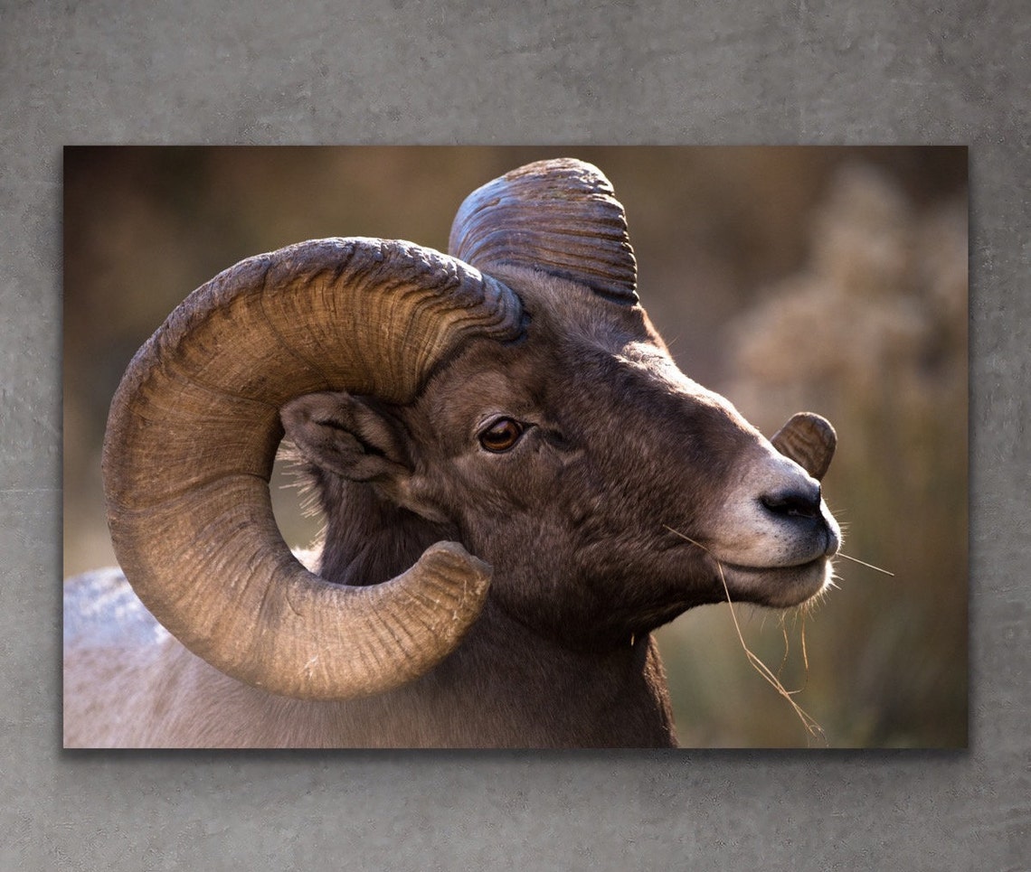 Bighorn Sheep Photography Print | Bighorn Sheep Wall Art | Bighorn ...