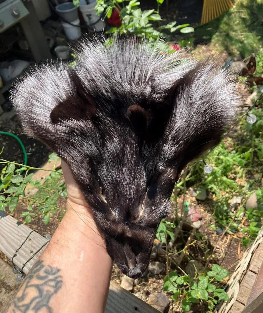 Genuine Fox Fur Face Soft Professionally Tanned Fur Heads off Quality ...
