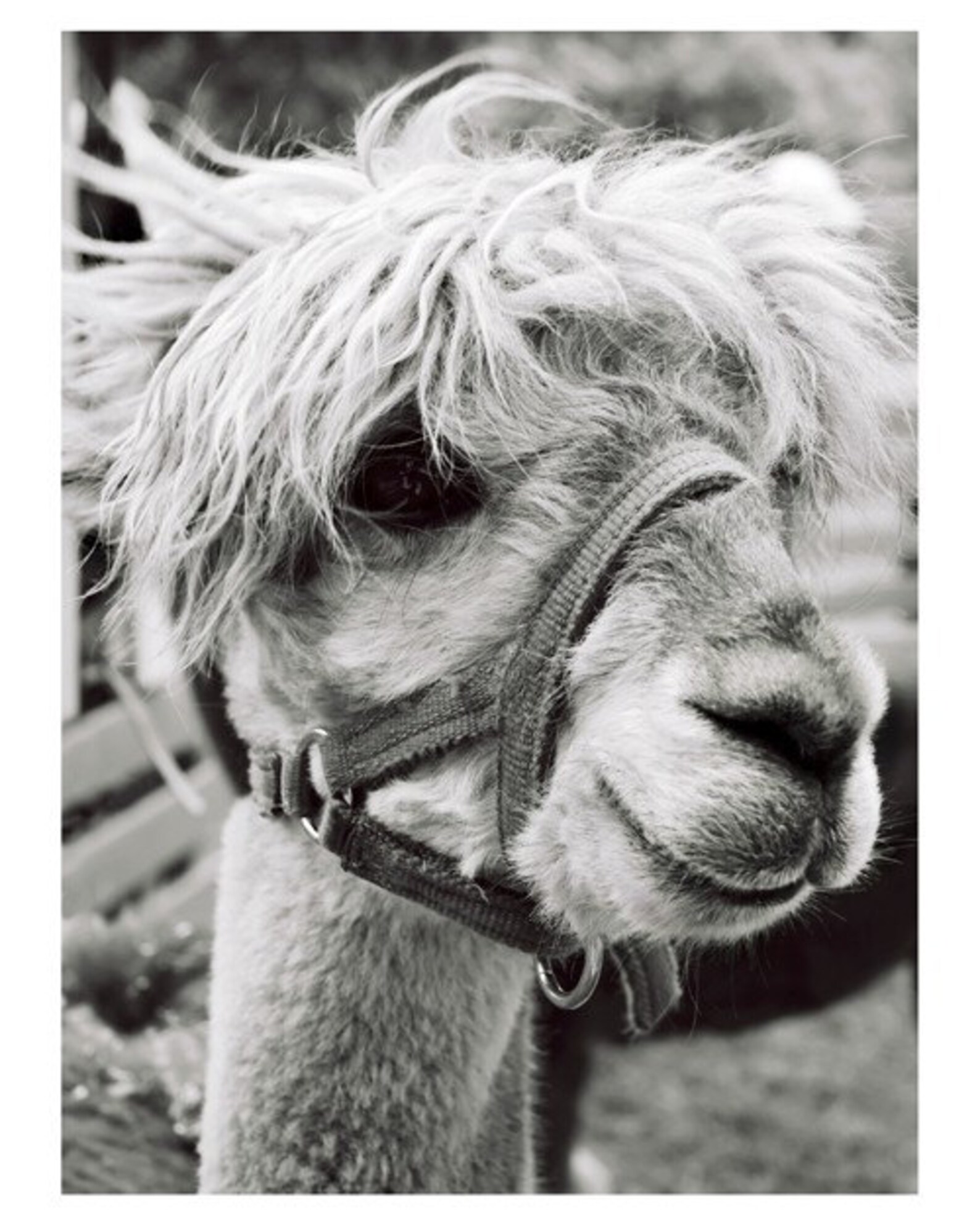 Animal Photograph - Llama Alpaca Print - 8x10 Black and White ...