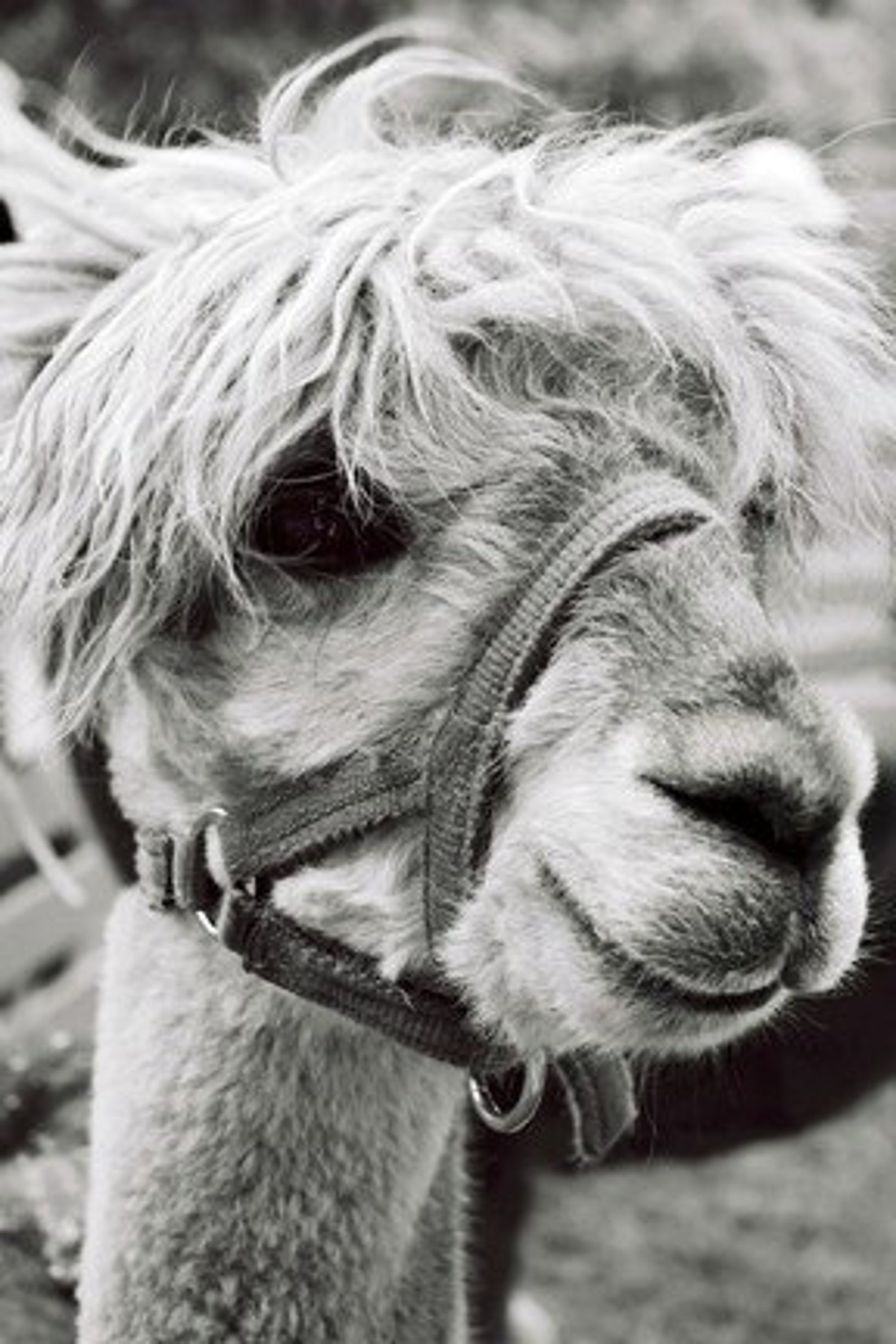 Black and White Animal Photograph Llama Alpaca Print 4x6 - Etsy