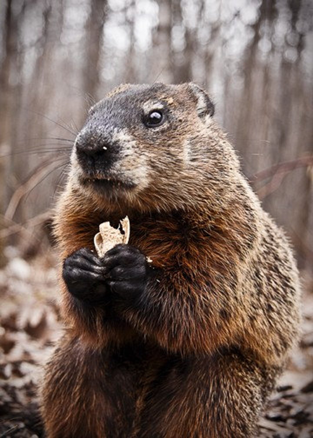 5x7 Print - Monsieur Marmot - Etsy