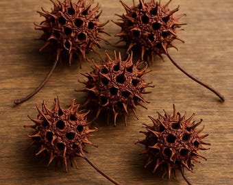 Sweet Gum Balls, Nature Craft Supply, Seeds, Potpourri, Rustic Decor - Etsy