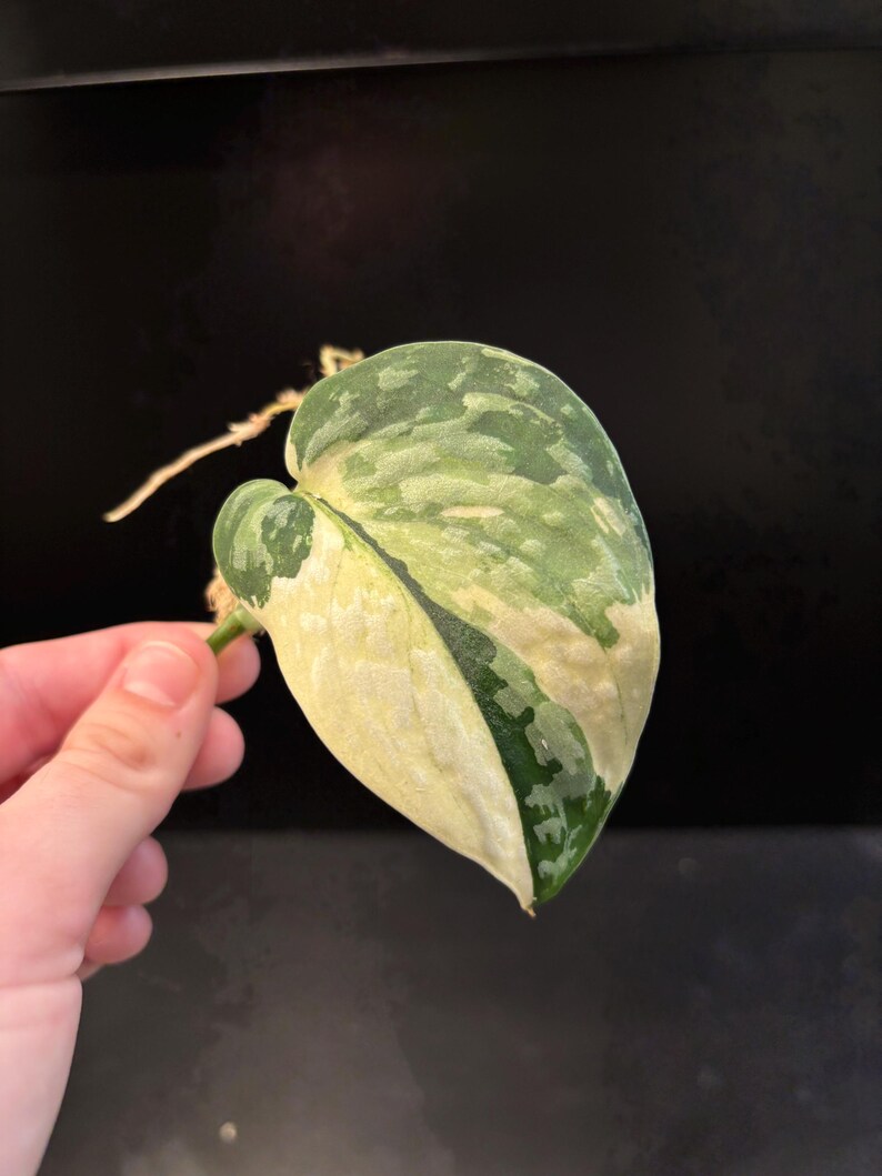 Scindapsus Simbara Mid Cutting - Etsy