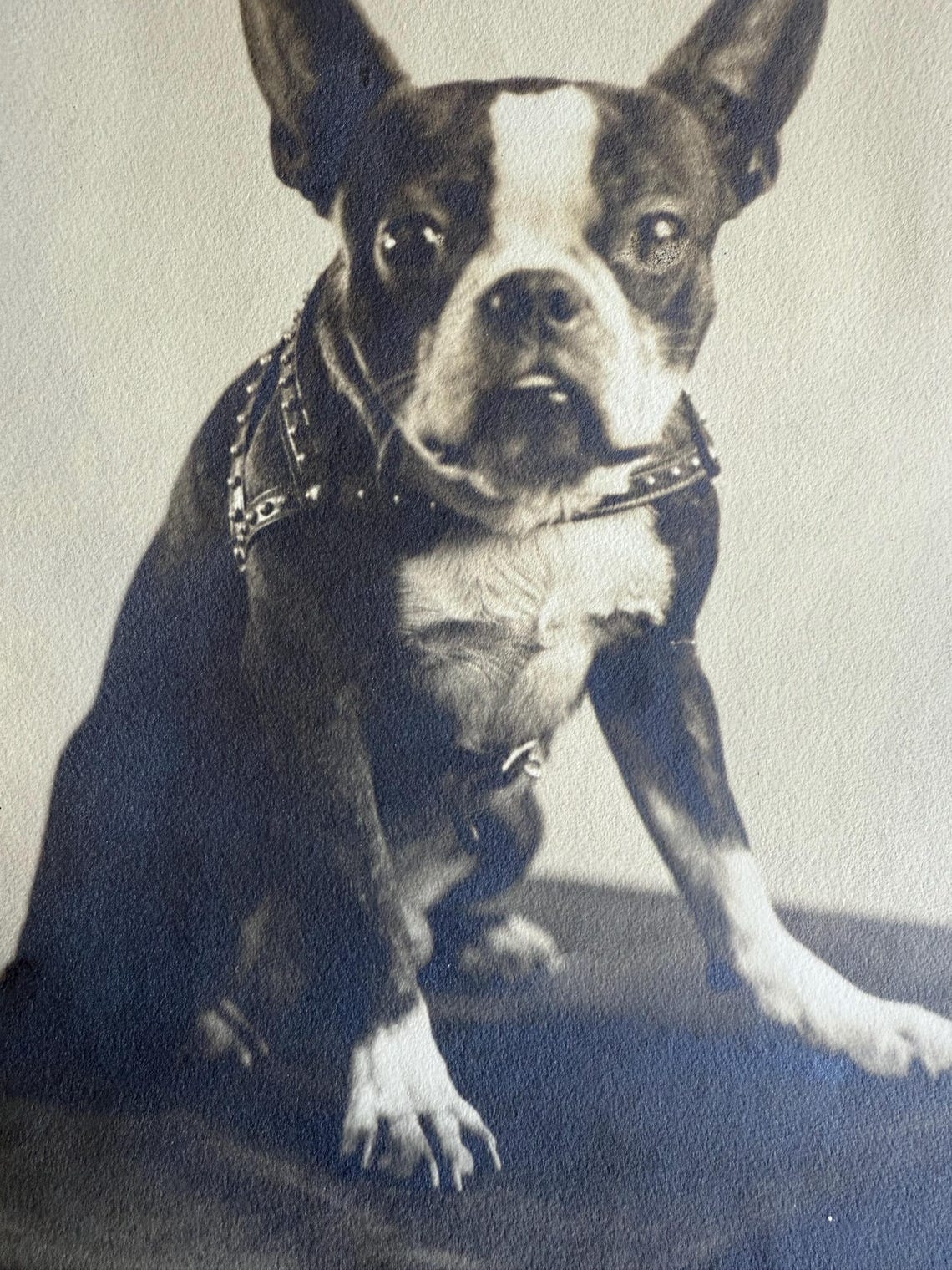 Antique Photo Original Boston Terrier Dog Photo Fabulous Studded ...